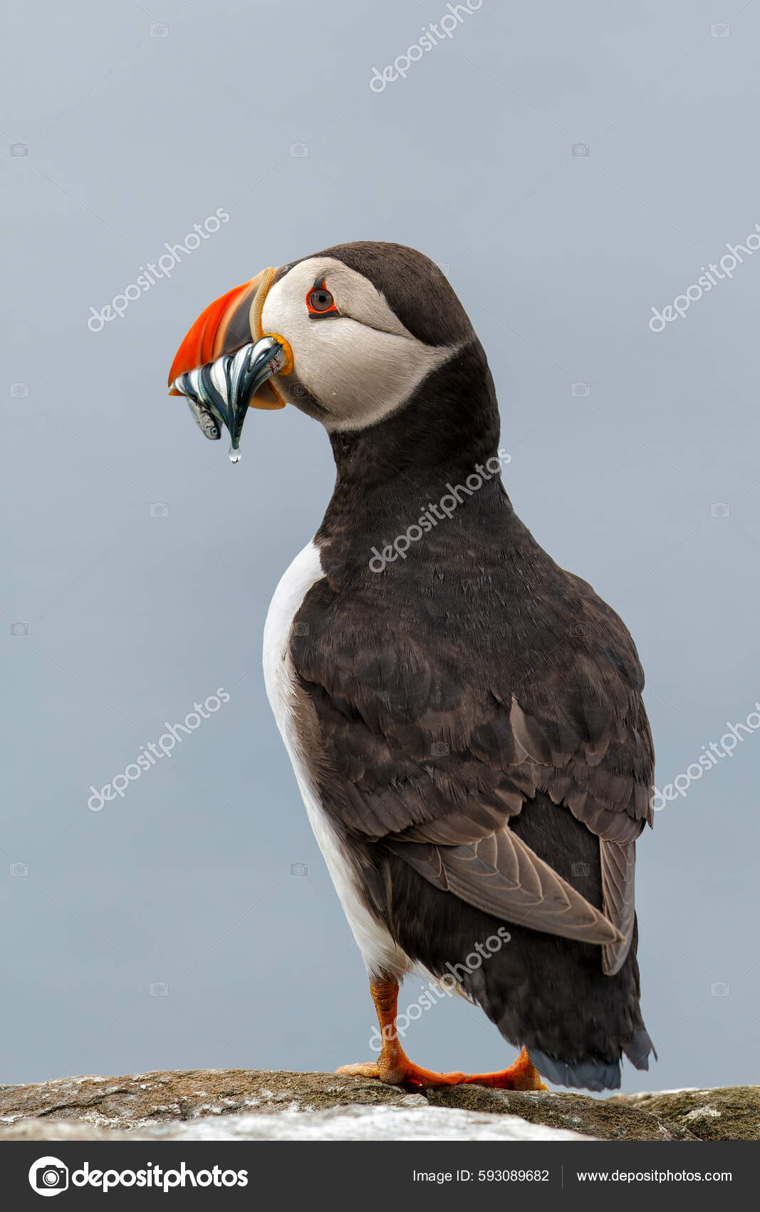 Atlantic Puffin Beak Full Sandeels Farne Islands Small City Seahouses ...