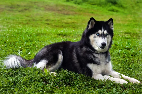 Black Alaskan Husky