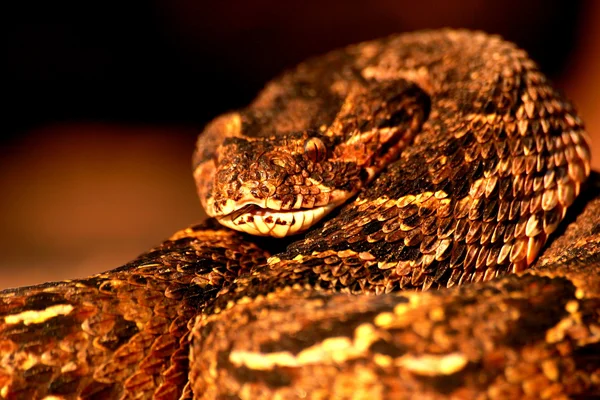 ᐈ A puff adder snake stock pictures, Royalty Free puff adder images ...