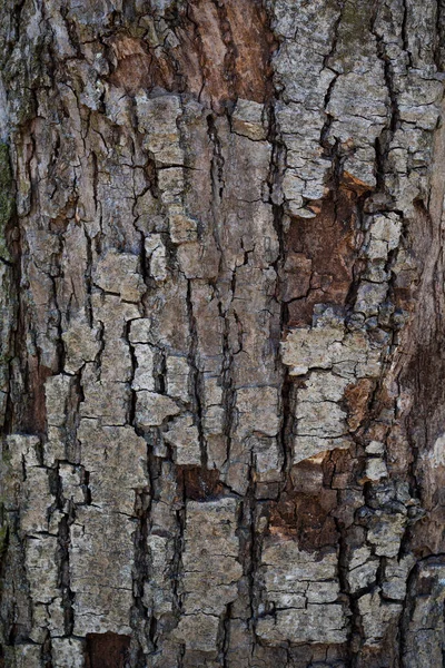 Tree puzzle Stock Photos, Royalty Free Tree puzzle Images | Depositphotos