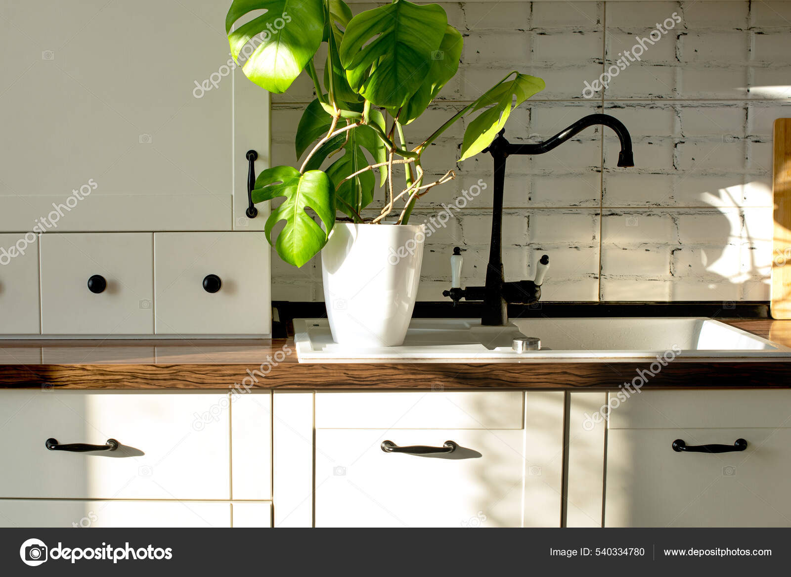 Monstera Madness: Transform Your Kitchen with Monstera Plants