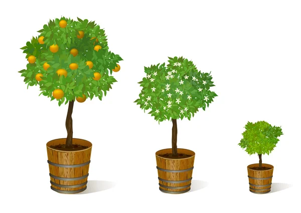 Mandarin tree Vector Art Stock Images | Depositphotos