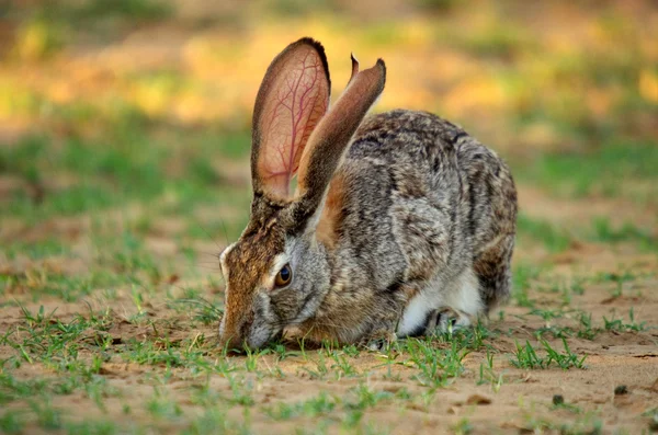 Hare namibia Stock Photos, Royalty Free Hare namibia Images | Depositphotos