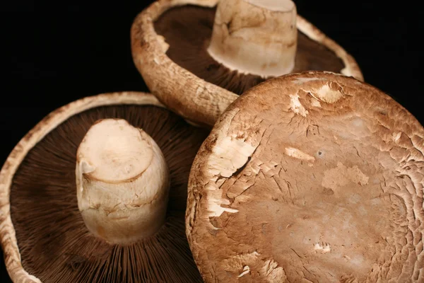 Grote portobello champignons fotos de stock, imágenes de Grote ...