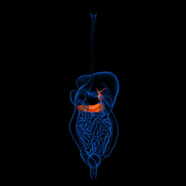 Human Pancreas Images - Search Images on Everypixel