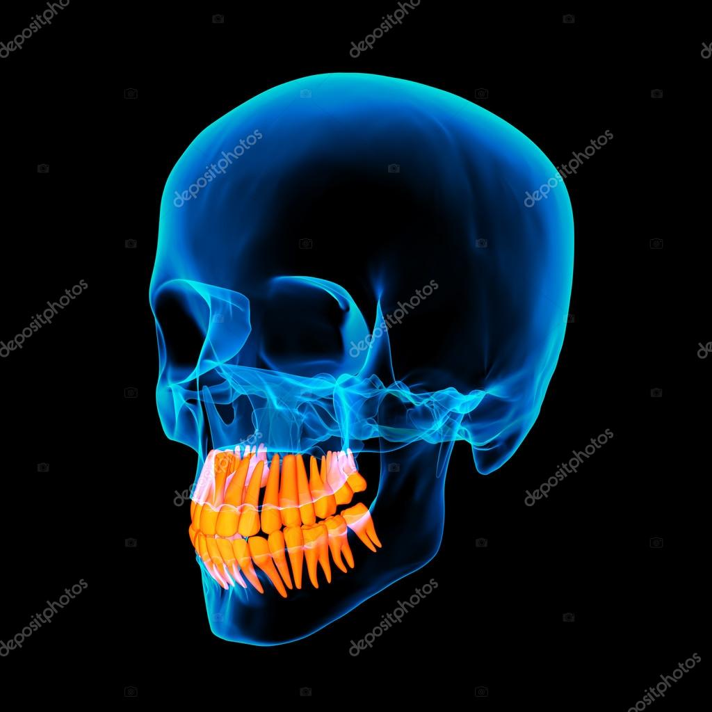 Skull with visible teeth - side view — Stock Photo © maya2008 #33384513