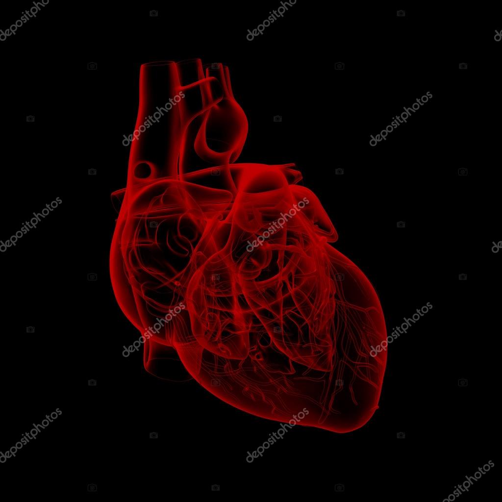 Human heart - anatomy Stock Photo by ©maya2008 33386795