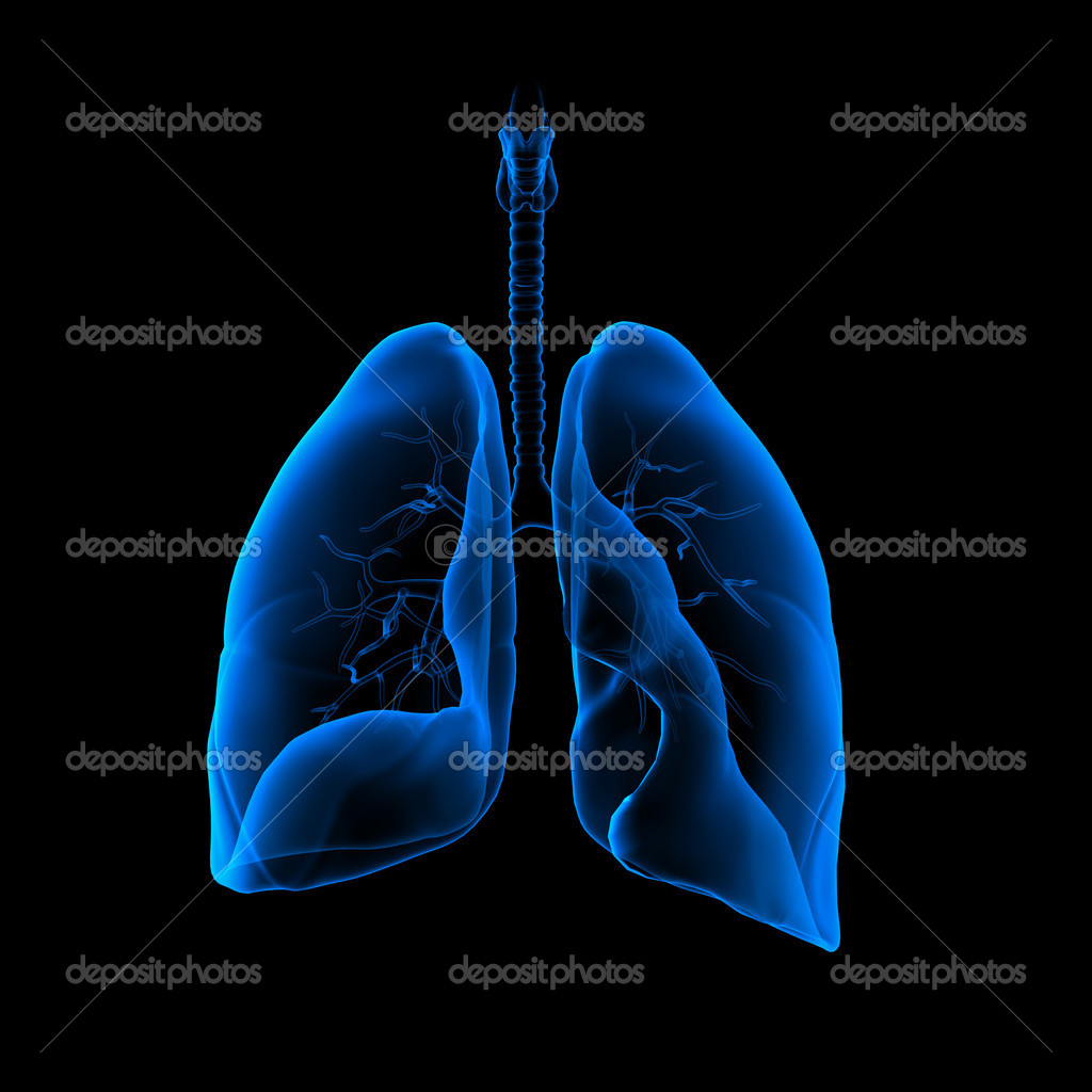 3D medical illustration - lungs front view — Stock Photo © maya2008 ...
