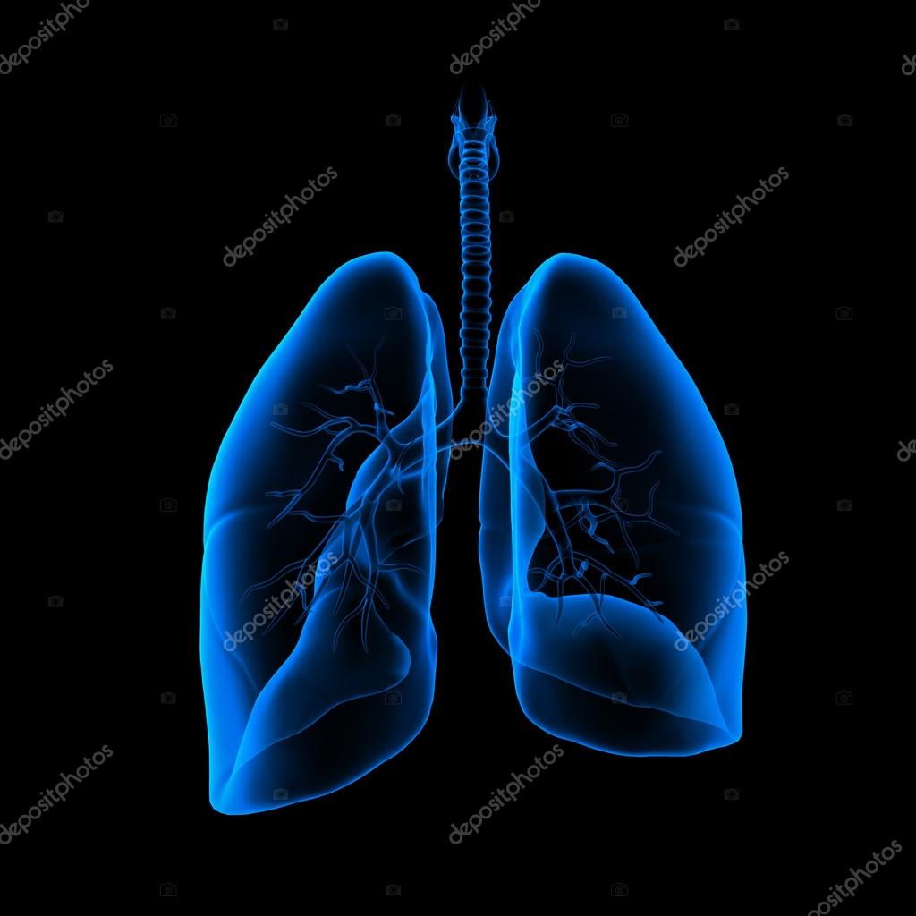3D medical illustration - lungs back view — Stock Photo © maya2008 ...