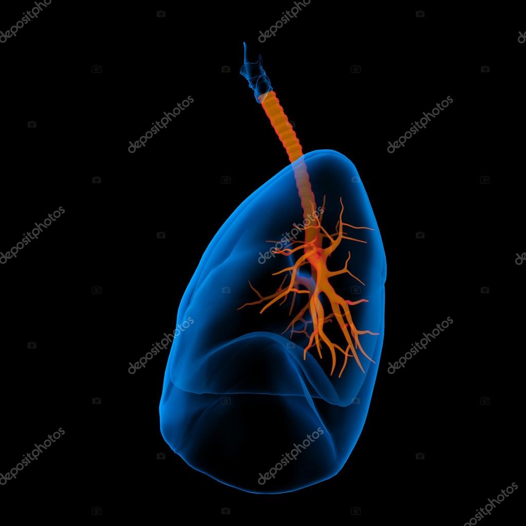Ilustración médica en 3D: pulmones con vista lateral visible de los ...