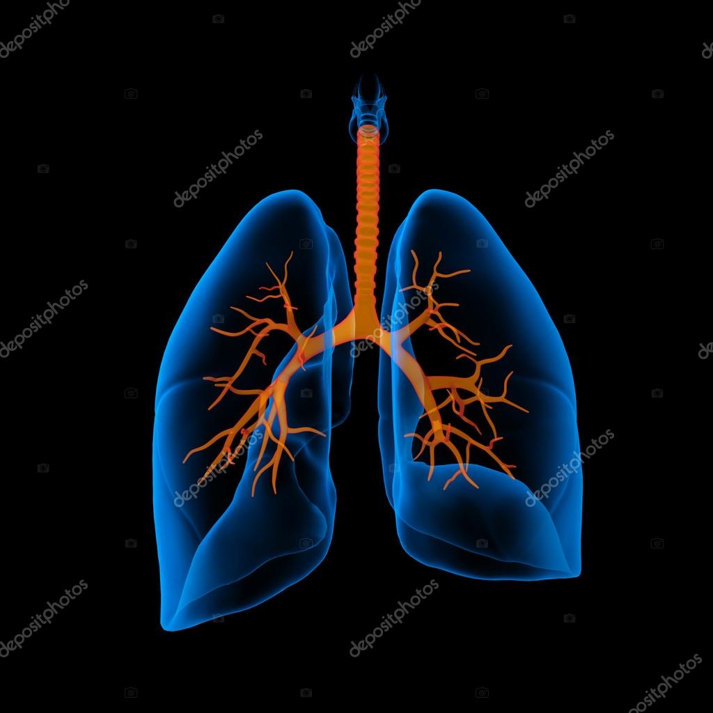 3D medical illustration - lungs with visible bronchi -back view — Stock ...