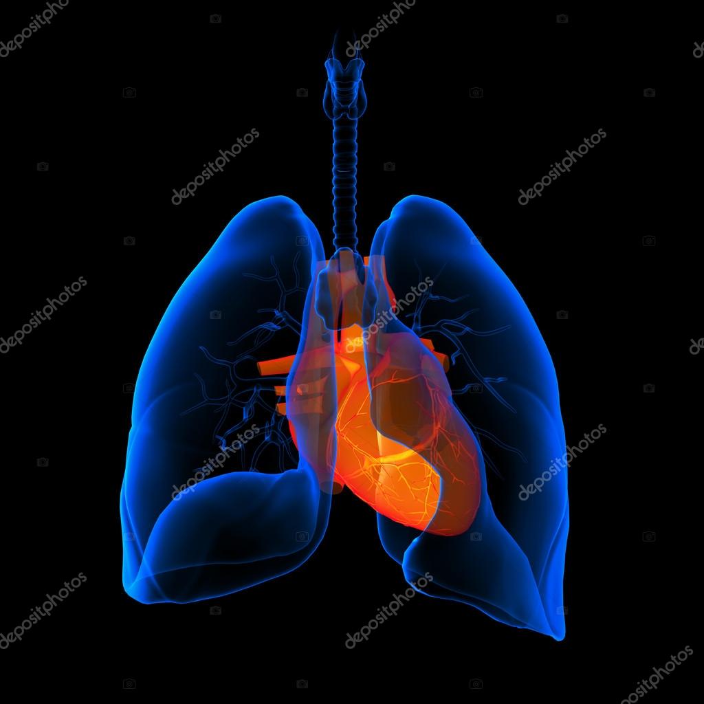 3D medical illustration - lungs with visible heart -back view — Stock ...