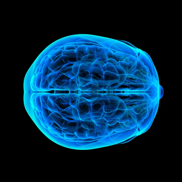 Human brain X ray - top view — Stock Photo © maya2008 #41360235
