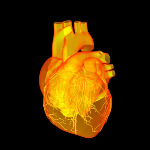 Heart dissection Stock Photos, Royalty Free Heart dissection Images ...