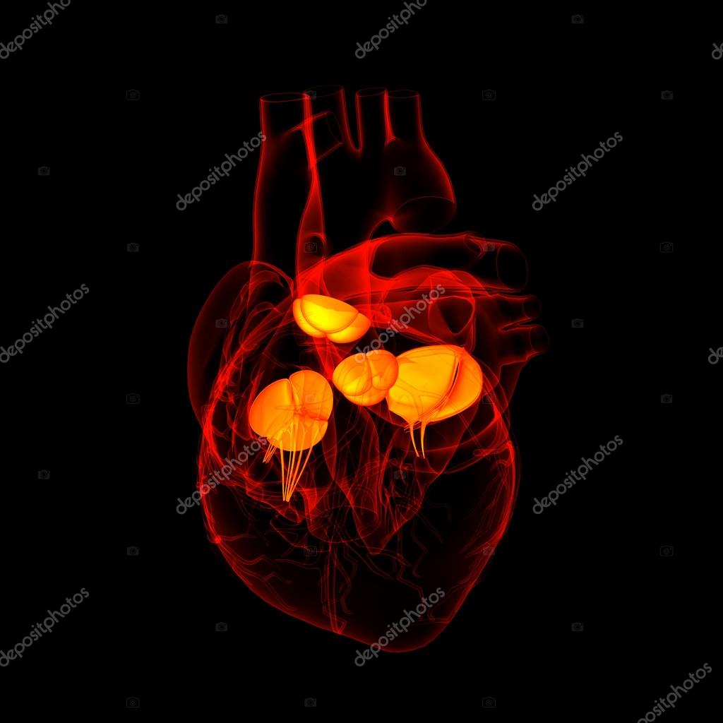 3d render Heart valve - side view Stock Photo by ©maya2008 35535365