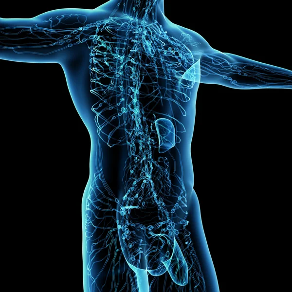 Green lymphatic system - front view — Stock Photo © maya2008 #36004159