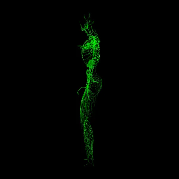 Green lymphatic system - side view - Stock Image - Everypixel