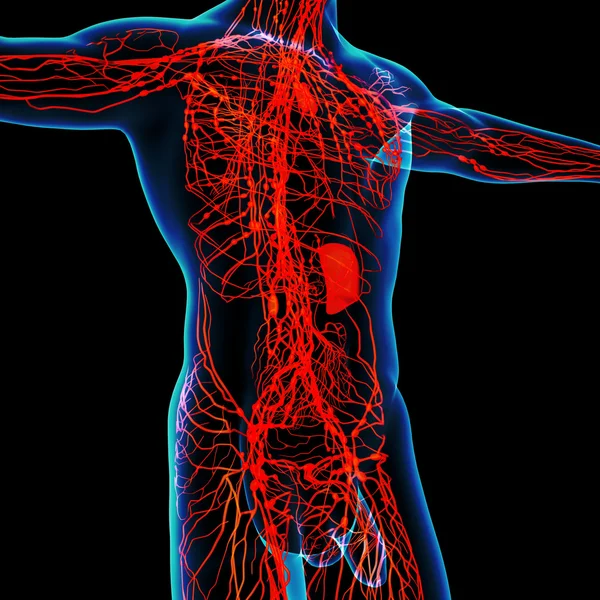 3d render green lymphatic system - front view Stock Photo by ©maya2008 ...