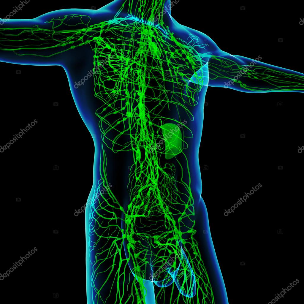 3d render green lymphatic system - front view Stock Photo by ©maya2008 ...