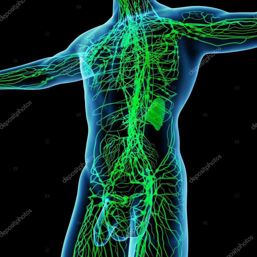 3d render green lymphatic system - side view — Stock Photo © maya2008 ...