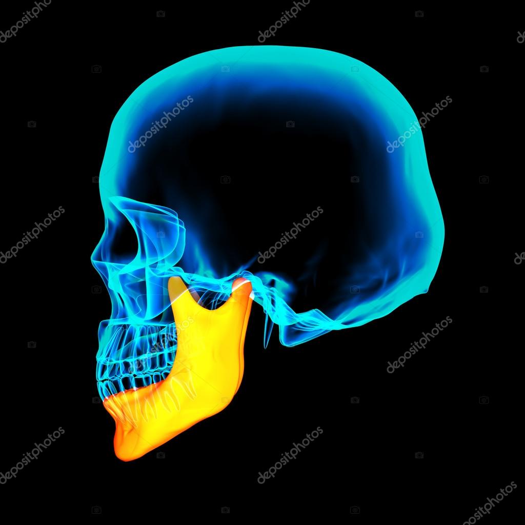 3d renderizado ilustración - hueso de la mandíbula - vista lateral 2024