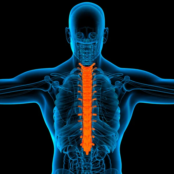 Thoracic spine anatomy Stock Photos, Royalty Free Thoracic spine ...