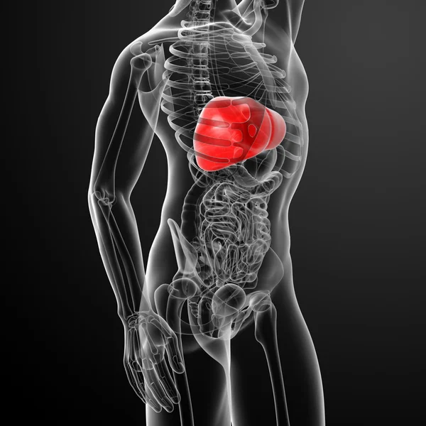 Human Digestive System Stomach Side View Stock Photo by ©YAYImages ...