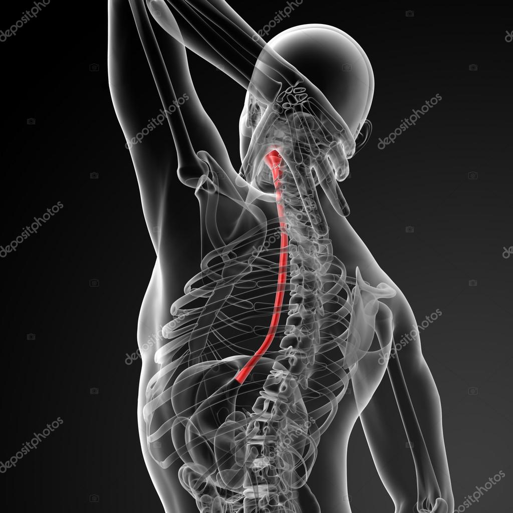 3D renderizada ilustração do esôfago — Fotografias de Stock © maya2008 ...