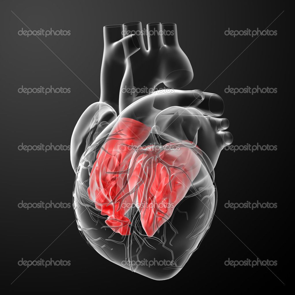 3d renderizar atrio del corazón - vista posterior — Foto de stock ...