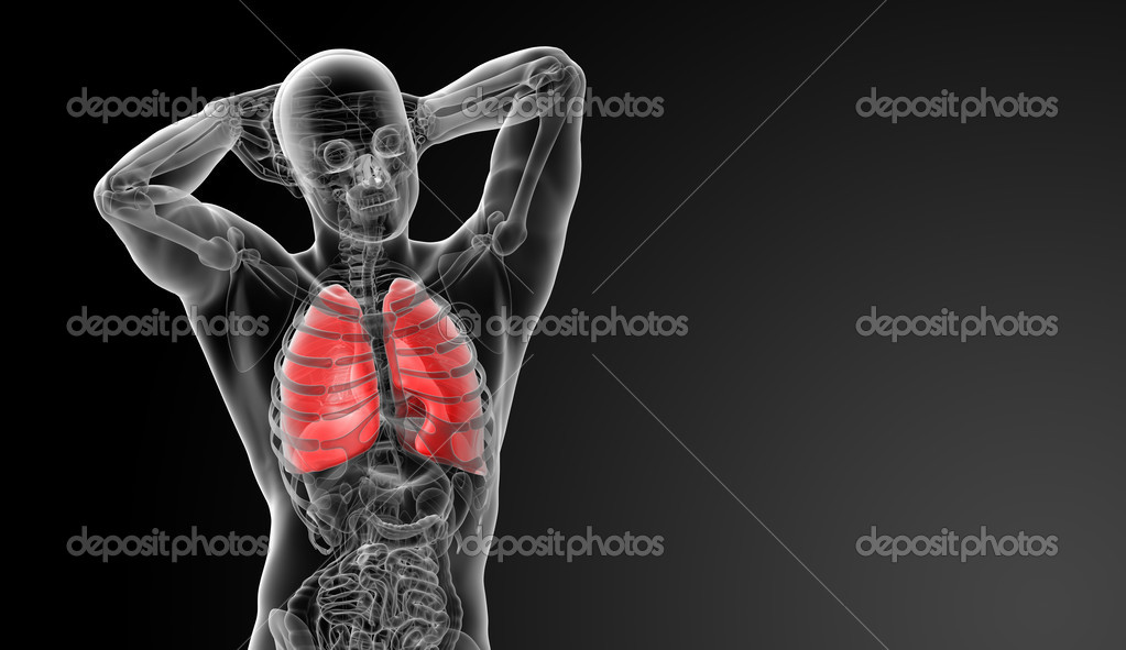 Human respiratory system in x-ray - lungs front view — Stock Photo ...