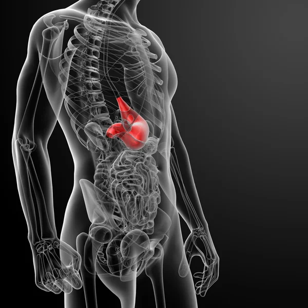 Human Digestive System Stomach Side View Stock Photo by ©YAYImages ...