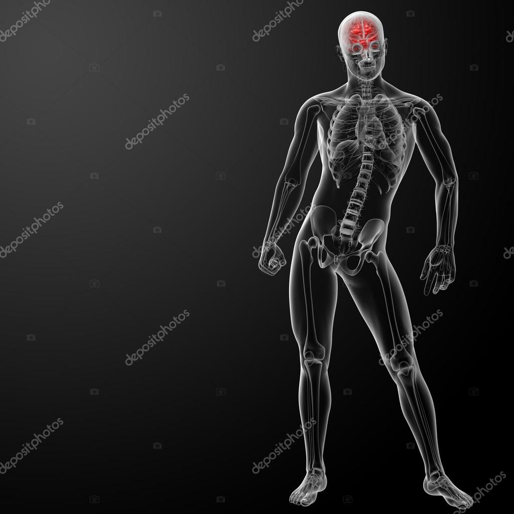 Human brain X ray — Stock Photo © maya2008 #42884275