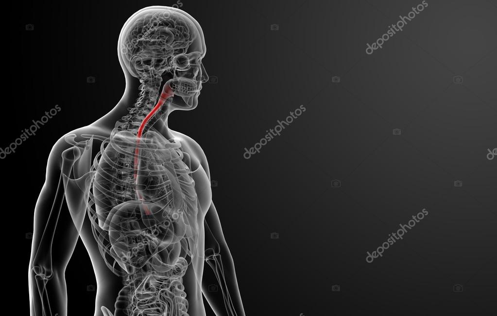 3d representación ilustrativa del esófago 2023