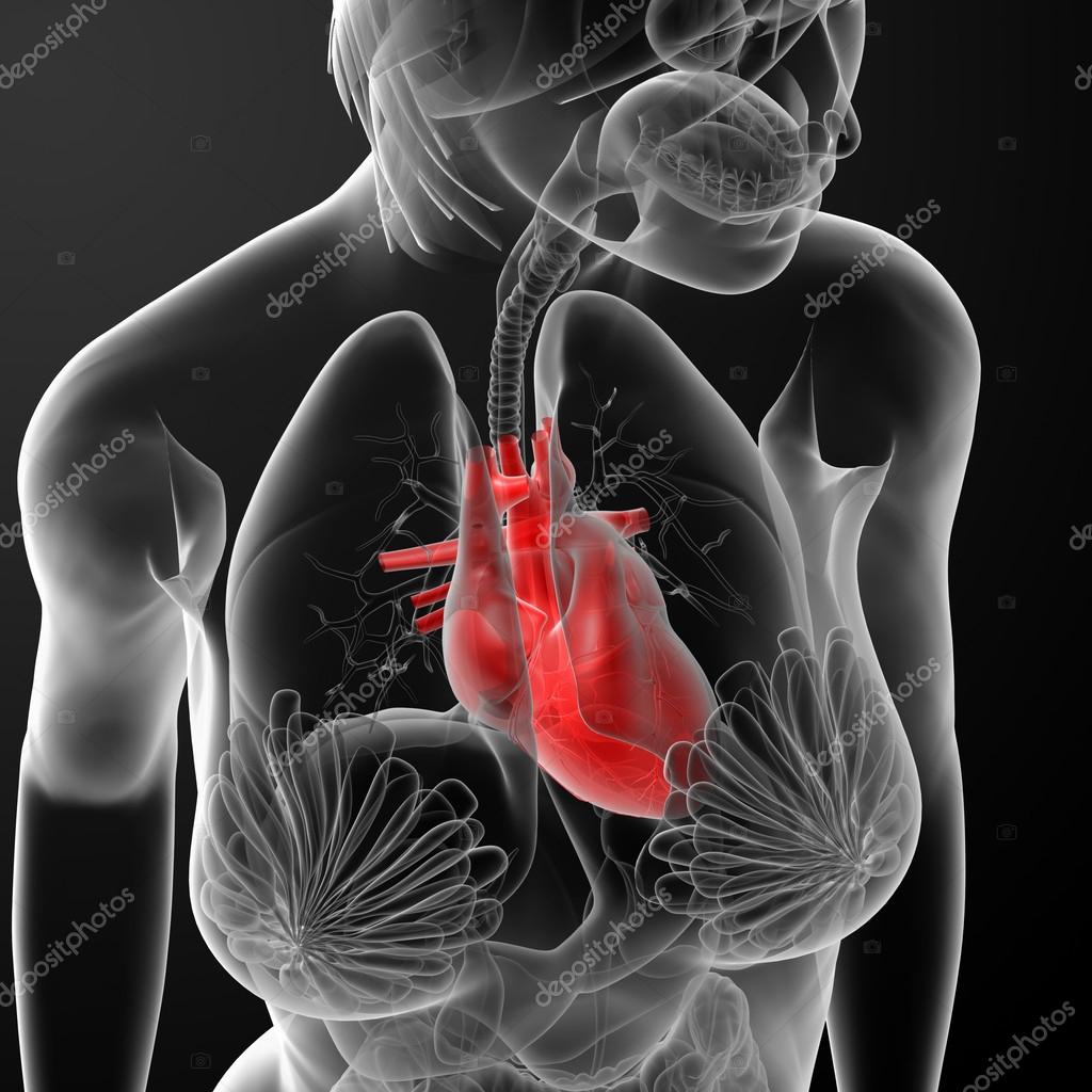 Woman Anatomy Heart at Jane Shepherd blog
