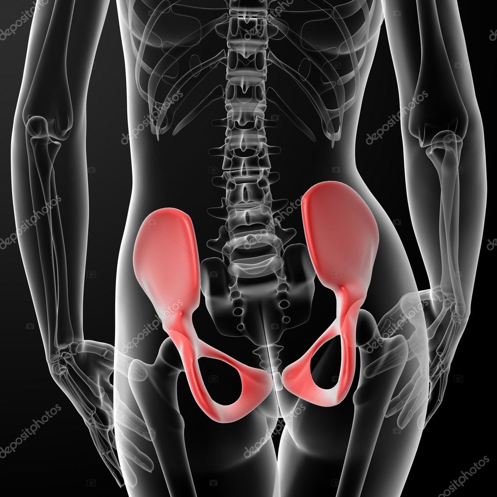 3d renderizar hueso femenino de cadera 2024