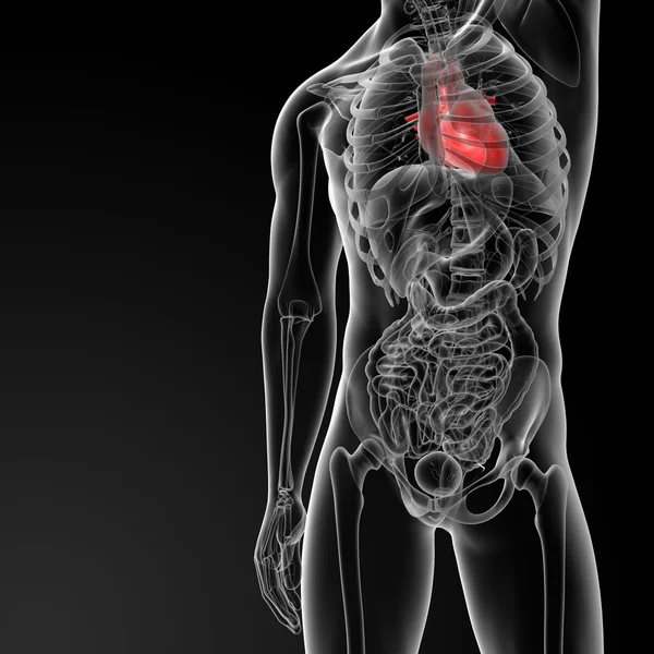 Human Digestive System Stomach Side View Stock Photo by ©YAYImages ...