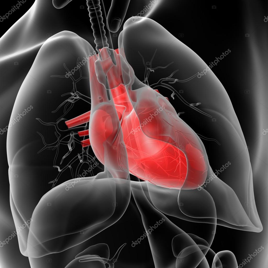 Corazón humano: fotografía de stock © maya2008 #44320339 | Depositphotos