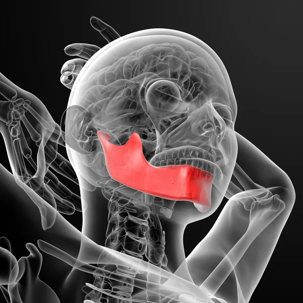 Human jaw bone Stock Photos, Royalty Free Human jaw bone Images ...