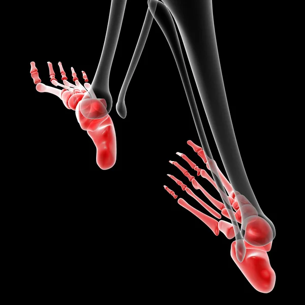 Rendered Illustration Female Foot Bone Back View Stock Photo by ...