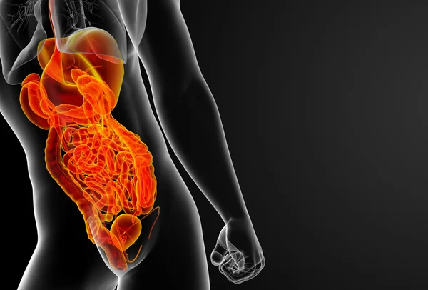 Human digestive system Stock Photo by ©maya2008 45823633