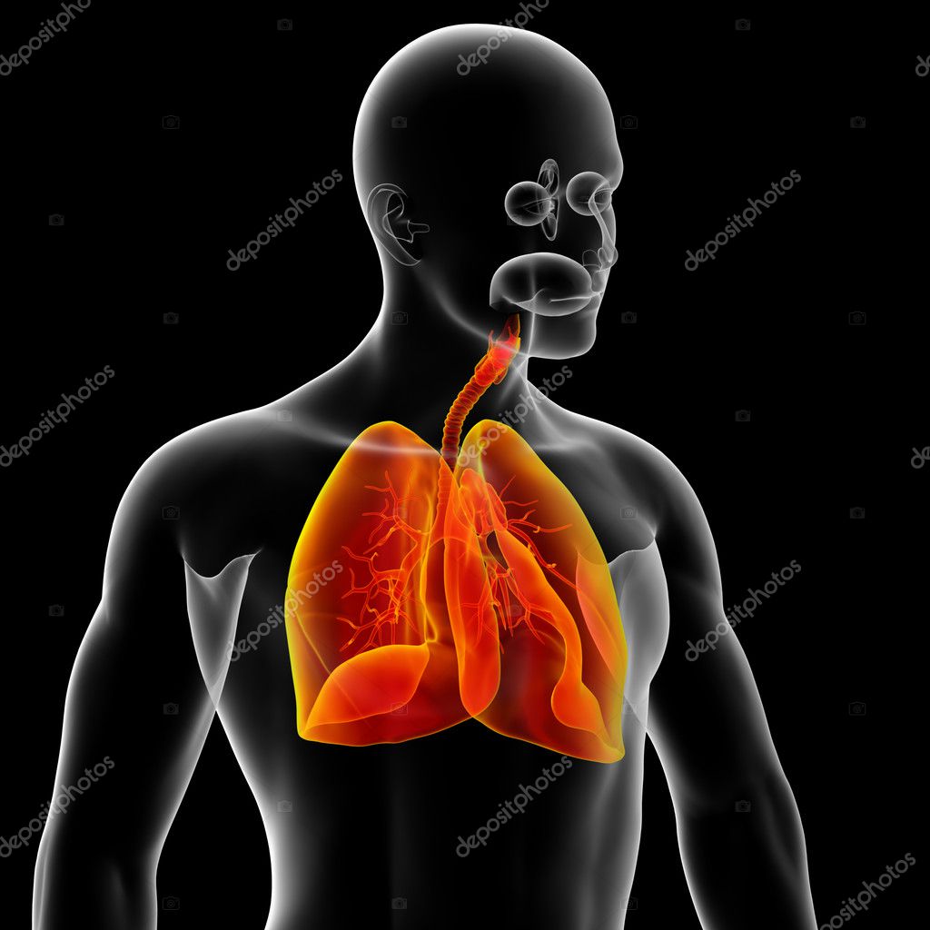 Respiratory system — Stock Photo © maya2008 #45823561