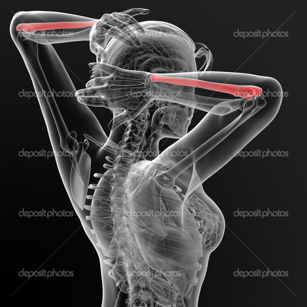 Hueso de cúbito: fotografía de stock © maya2008 #45824347 | Depositphotos
