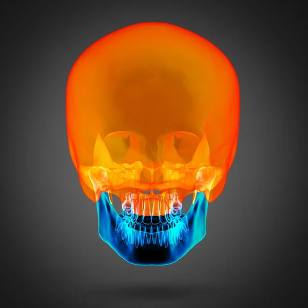 Ct scan head Stock Photos, Royalty Free Ct scan head Images | Depositphotos