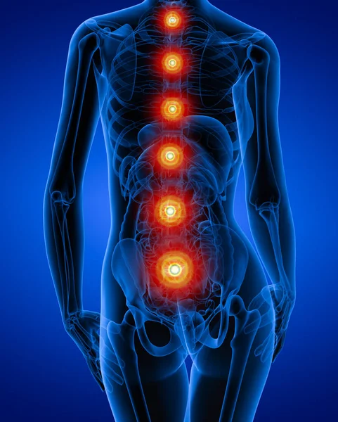 Lumbar spine anatomy - back view Stock Photo by ©maya2008 37854227