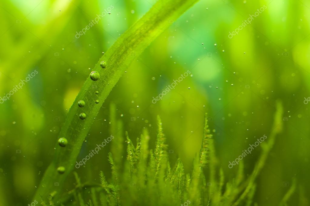 Bubbles and algae — Stock Photo © waldru #23983457
