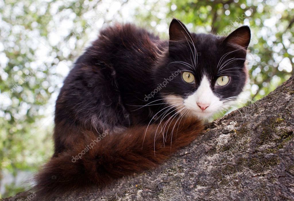 Lindo gato hasta un árbol — Foto de stock #51681913 © waldru