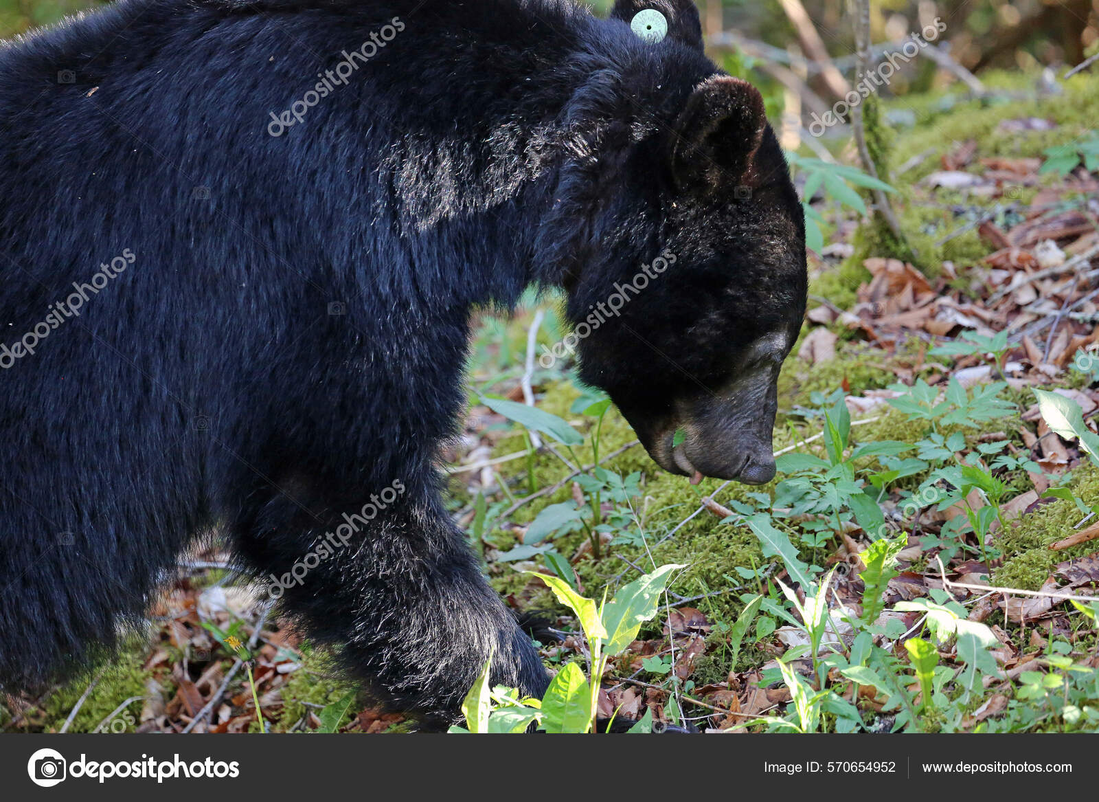 Black Bear Profile Great Smoky Mountains National Park Tennessee — Stock Photo © kojoty #570654952