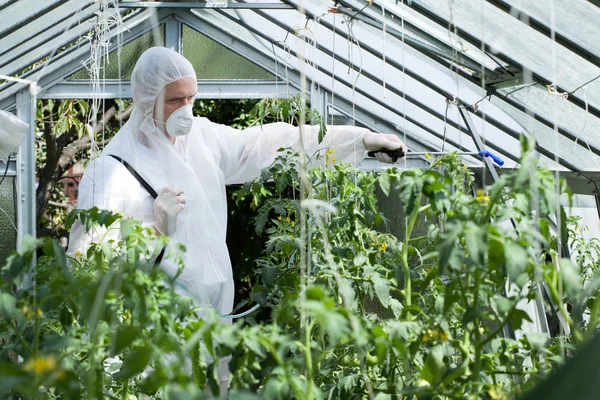 Spraying plants in greenhouse - Stock Image - Everypixel
