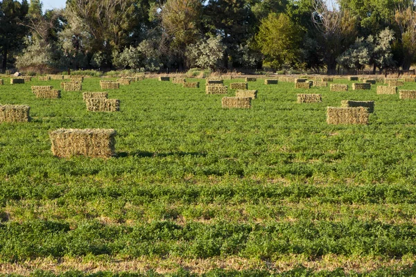 Alfalfa hay Stock Photos, Royalty Free Alfalfa hay Images | Depositphotos