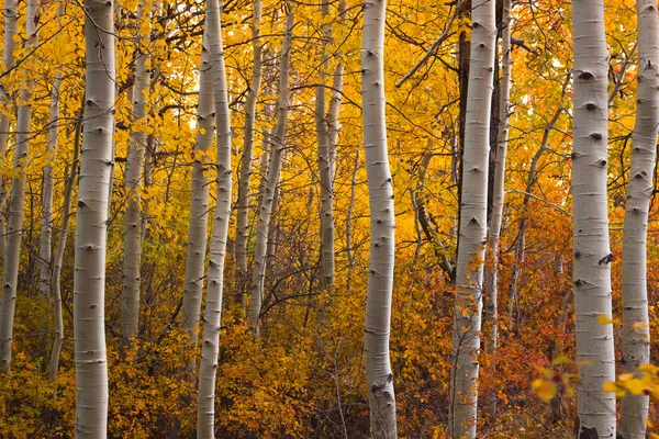 ᐈ Aspen tree stock photos, Royalty Free aspen tree images | download on ...